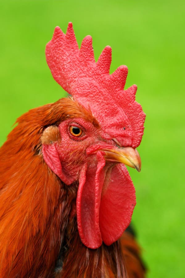81,459 Rooster Stock Photos - Free & Royalty-Free Stock Photos from ...