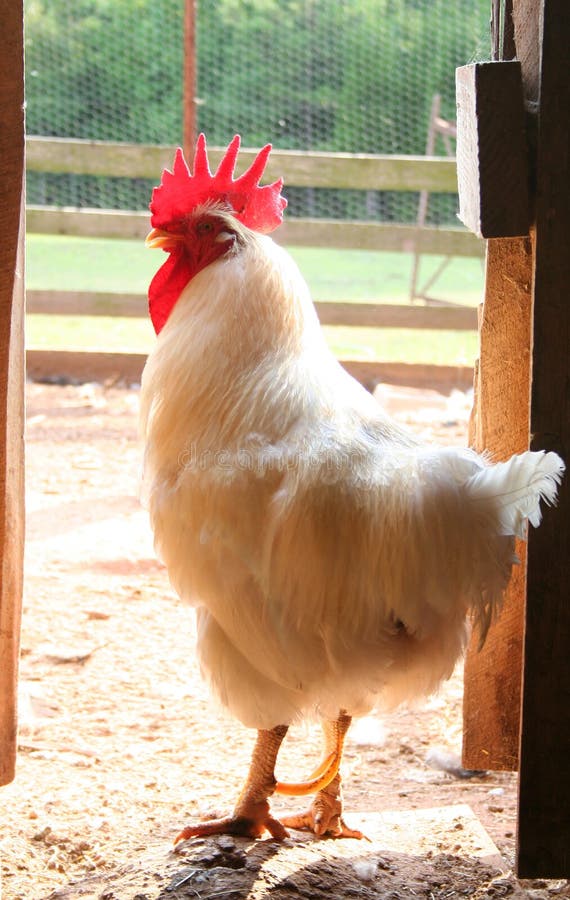 18+ Barn red rooster Free Stock Photos - StockFreeImages