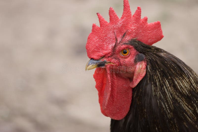 Rooster stock photo. Image of chicken, crest, domestic - 3371730