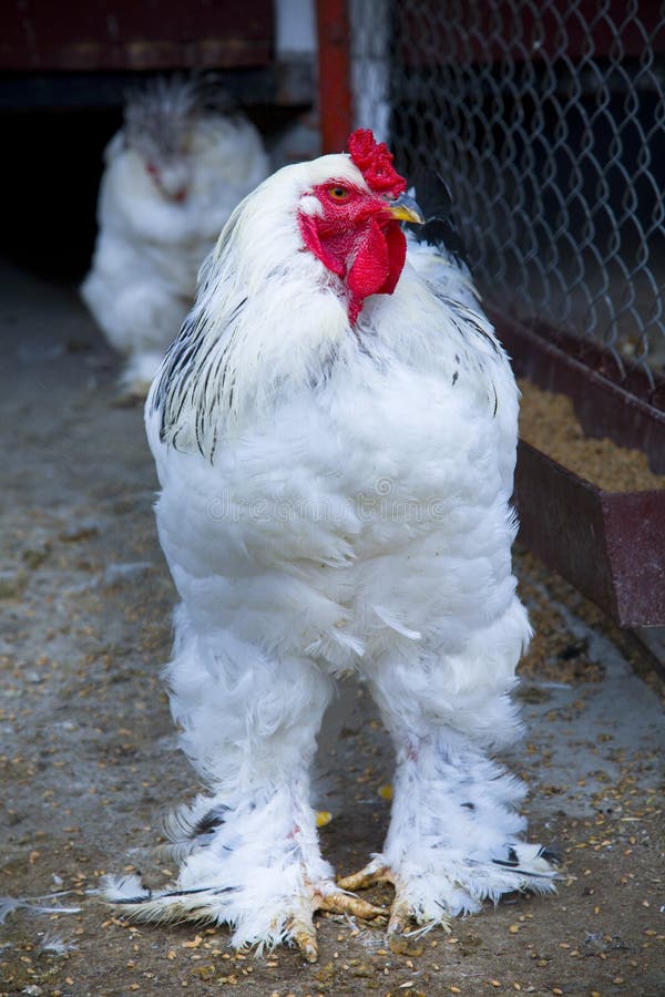 Rooster Stock Photos - Download 48,685 Royalty Free Photos