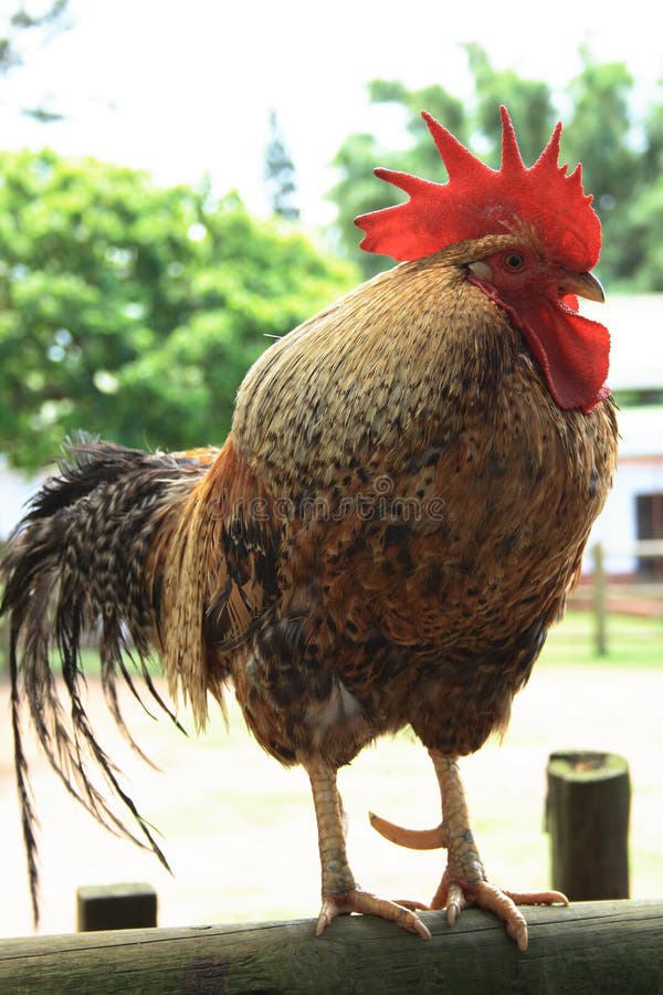 1+ Big foot chicken Free Stock Photos - StockFreeImages