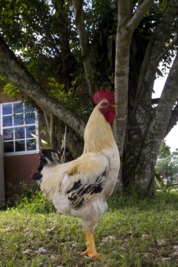 Rooster Free Stock Photos & Pictures, Rooster Royalty-Free and Public ...