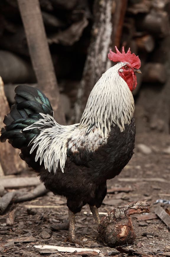 2,730 Barnyard Rooster Stock Photos - Free & Royalty-Free Stock Photos ...