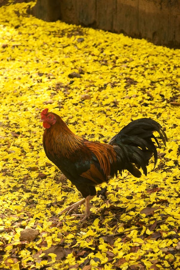 7,346 Yellow Rooster Stock Photos - Free & Royalty-Free Stock Photos ...