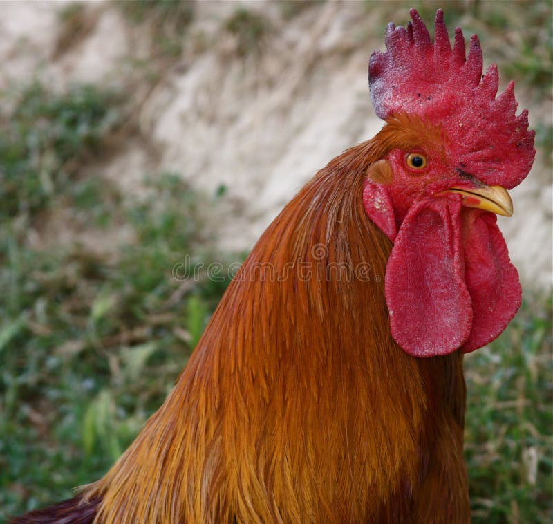 Rooster Free Stock Photos & Pictures, Rooster Royalty-Free and Public ...