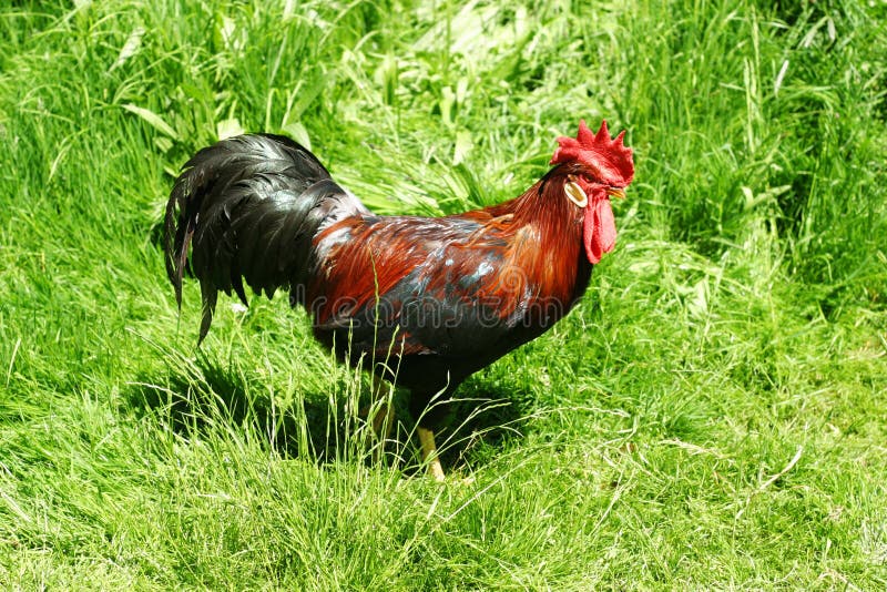 Kite stock image. Image of facial, face, toys, black - 18987523