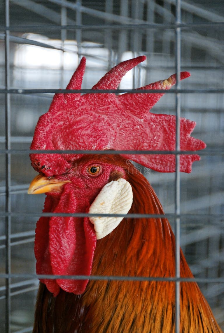3,990 Rooster Cage Stock Photos - Free & Royalty-Free Stock Photos from ...
