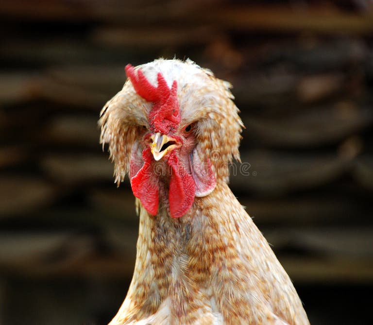 761 Angry Rooster Stock Photos - Free & Royalty-Free Stock Photos from ...