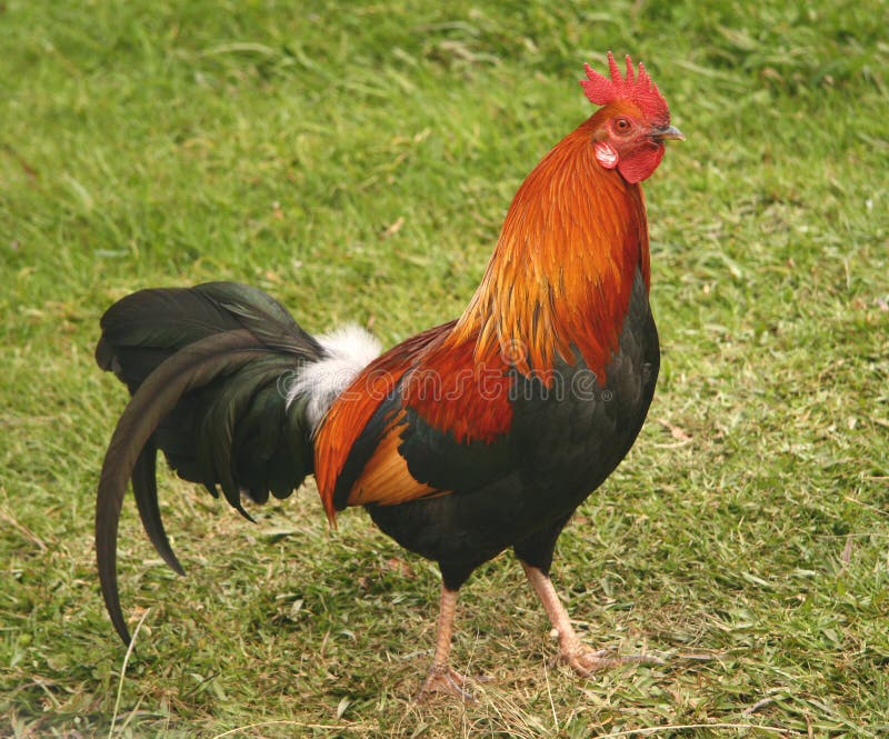 Rooster stock image. Image of magnificant, plummage, cockerel - 140427
