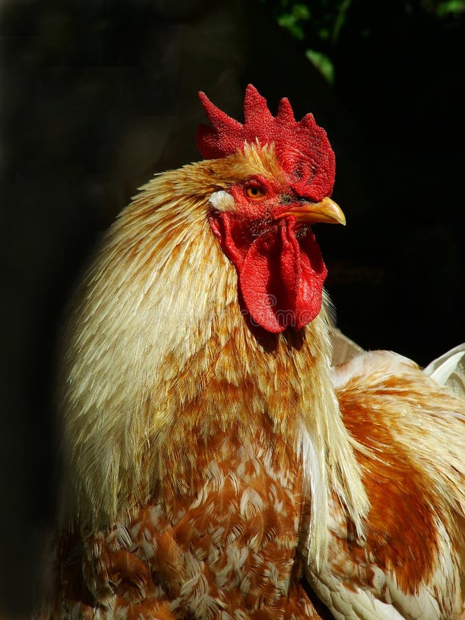 Rooster stock photo. Image of animals, comb, crest, rooster - 7048974