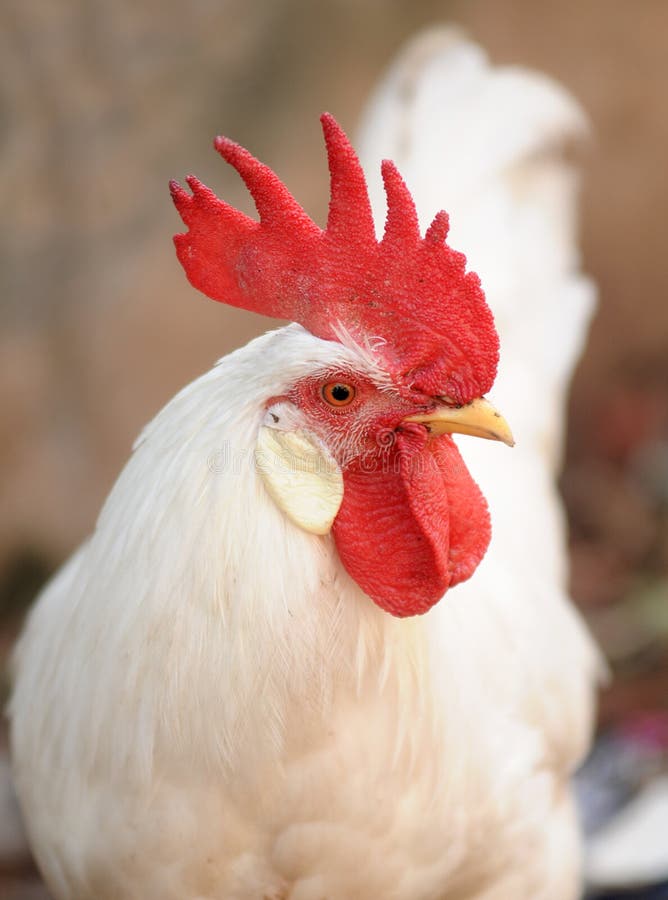 1,385 Cockrel Photos - Free & Royalty-Free Stock Photos from Dreamstime