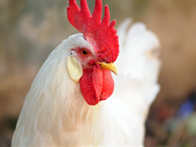 Rooster stock photo. Image of hood, white, vednery, chicken - 7240956