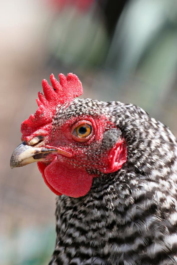 Rooster Free Stock Photos & Pictures, Rooster Royalty-Free and Public ...