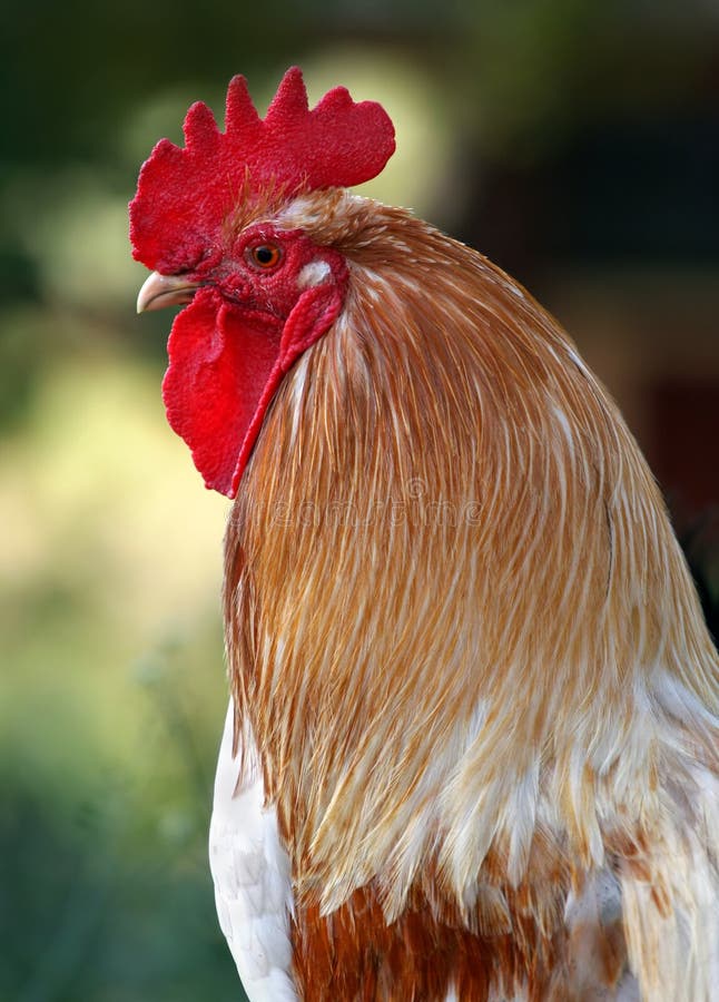 Rooster stock image. Image of rooster, domesticated, henhouse - 840657