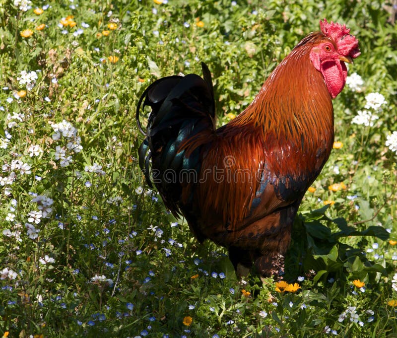 Rooster Free Stock Photos & Pictures, Rooster Royalty-Free and Public ...