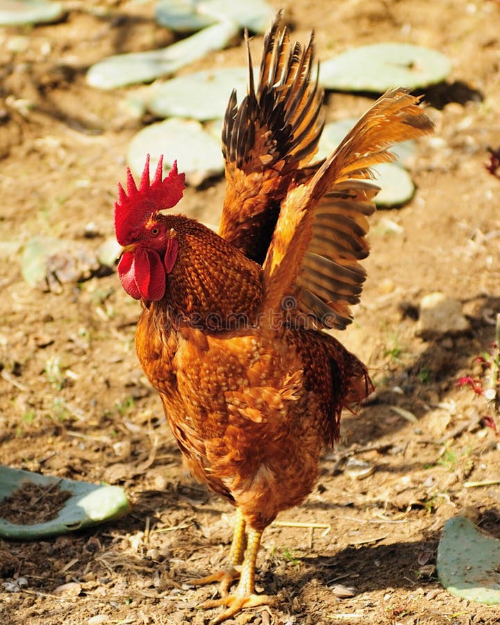 69,964 Rooster Photos - Free & Royalty-Free Stock Photos from Dreamstime