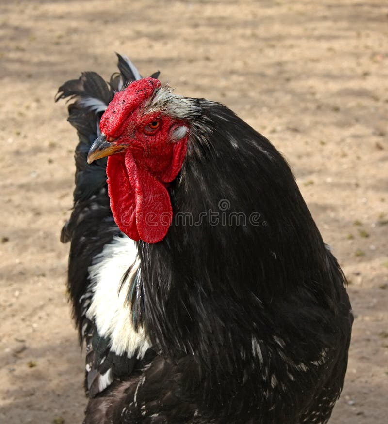 Rooster stock image. Image of crown, colored, chick, male - 9667777