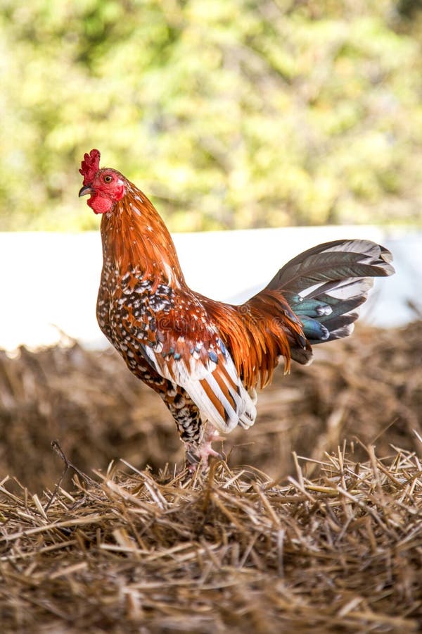 Rooster Alarm Clock Crows Kids Stock Photos - Free & Royalty-Free Stock ...