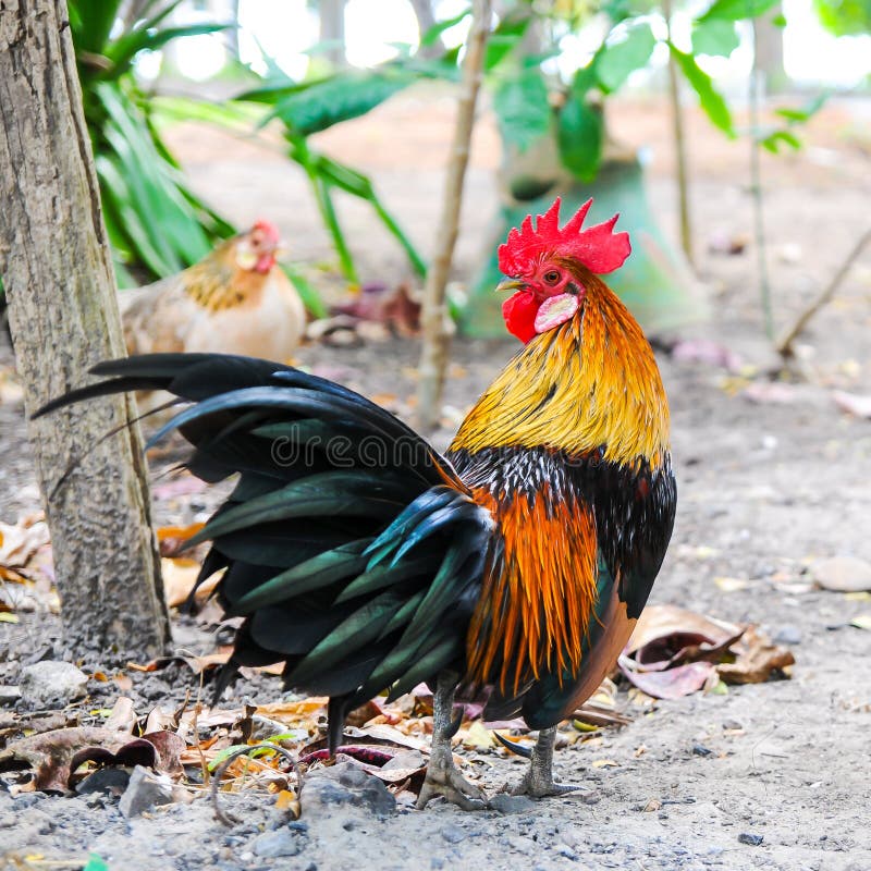 Proud Rooster stock photo. Image of adult, outdoors, fence - 5331202