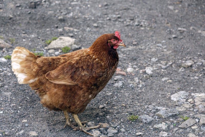 A rooster stock image. Image of animal, bill, domestic - 71999361