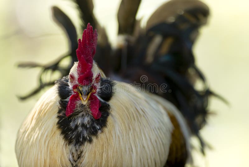 139 Angry Looking Rooster Stock Photos - Free & Royalty-Free Stock ...