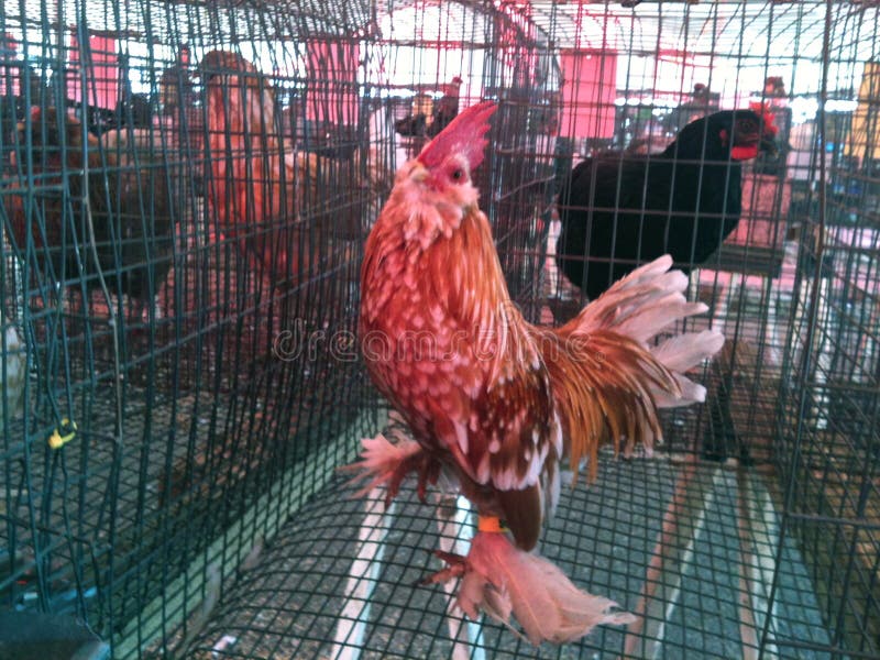Rooster with Attitude stock image. Image of caged, farm - 48912351