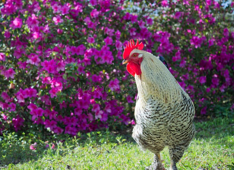 Rooster with azaleas stock photo. Image of flower, animal - 31437808