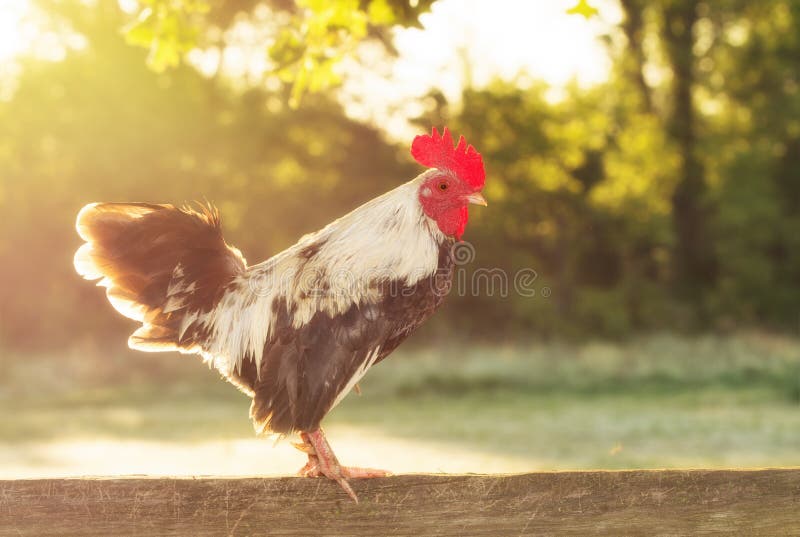 Rooster Back Lit by Rising Sun in the Morning Stock Photo - Image of ...