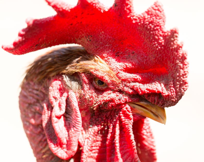 Rooster with a Bare Neck on the Farm Stock Image - Image of poultry ...