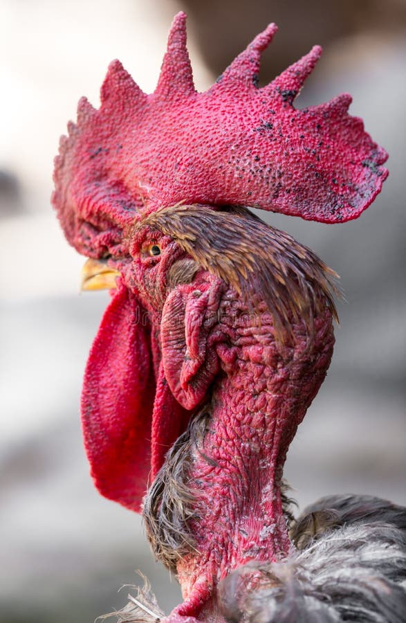 Rooster with a Bare Neck on the Farm Stock Image - Image of chicken ...