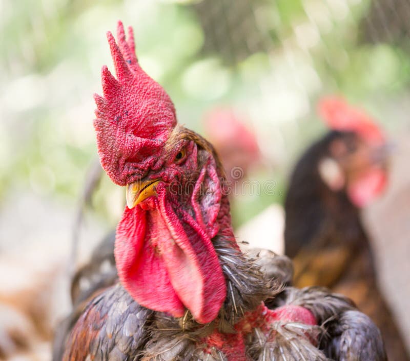 Rooster with a Bare Neck on the Farm Stock Photo - Image of naked, bird ...