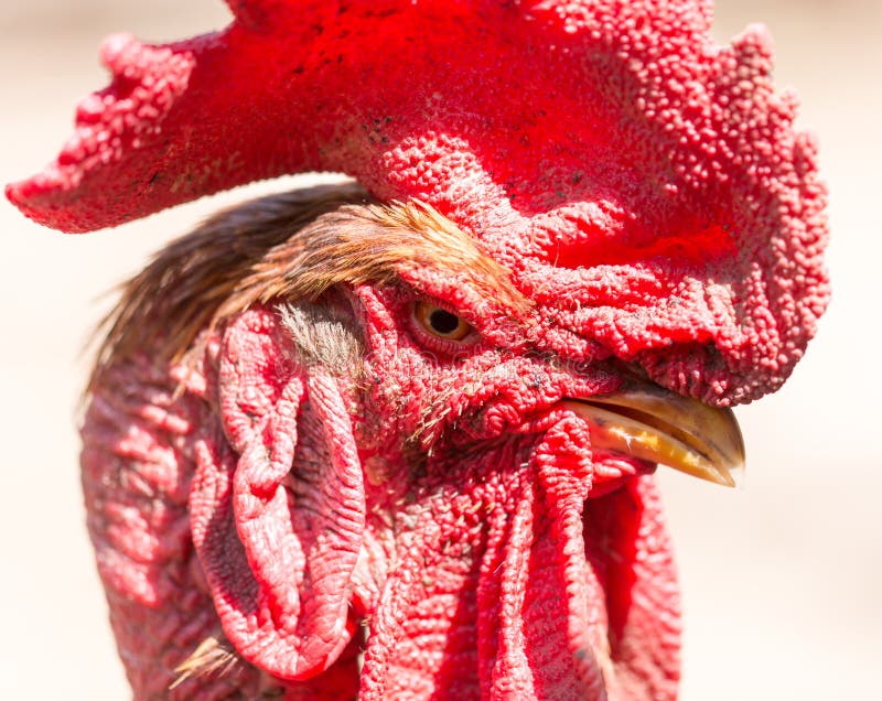 Rooster with a Bare Neck on the Farm Stock Photo - Image of farmyard ...