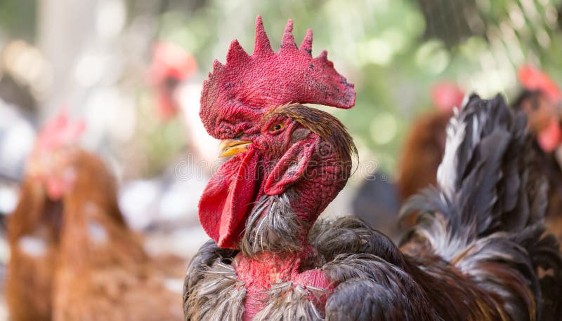 Rooster with a Bare Neck on the Farm Stock Photo - Image of cockerel ...