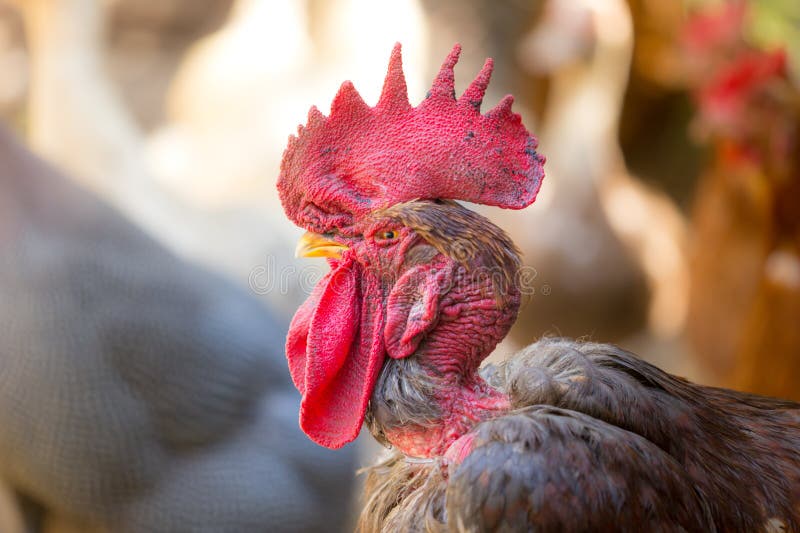 Rooster with a Bare Neck on the Farm Stock Image - Image of domestic ...