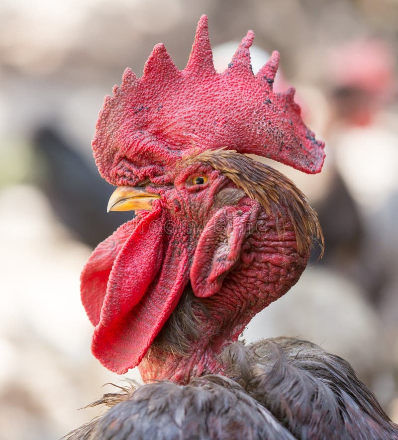 Rooster with a Bare Neck on the Farm Stock Image - Image of chicken ...