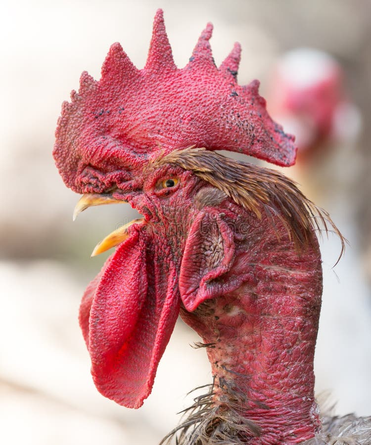 Rooster with a Bare Neck on the Farm Stock Photo - Image of farming ...