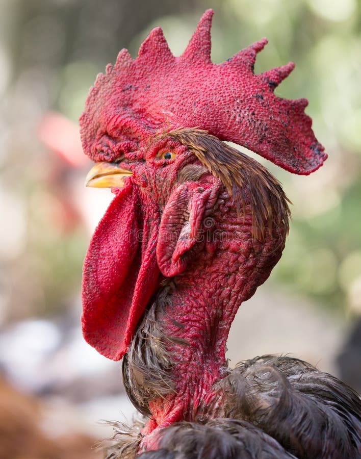 Rooster with a Bare Neck on the Farm Stock Image - Image of domestic ...