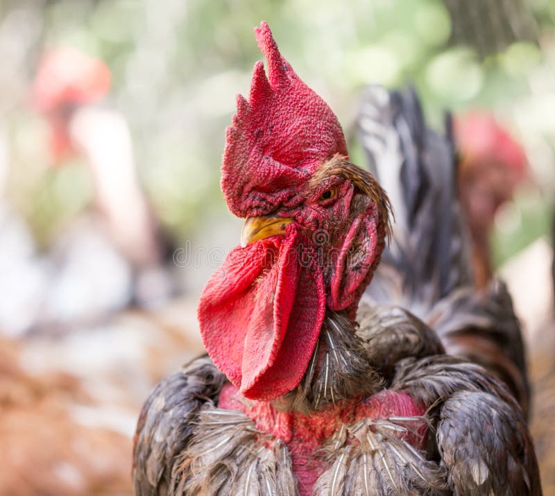 Rooster with a Bare Neck on the Farm Stock Photo - Image of farmyard ...