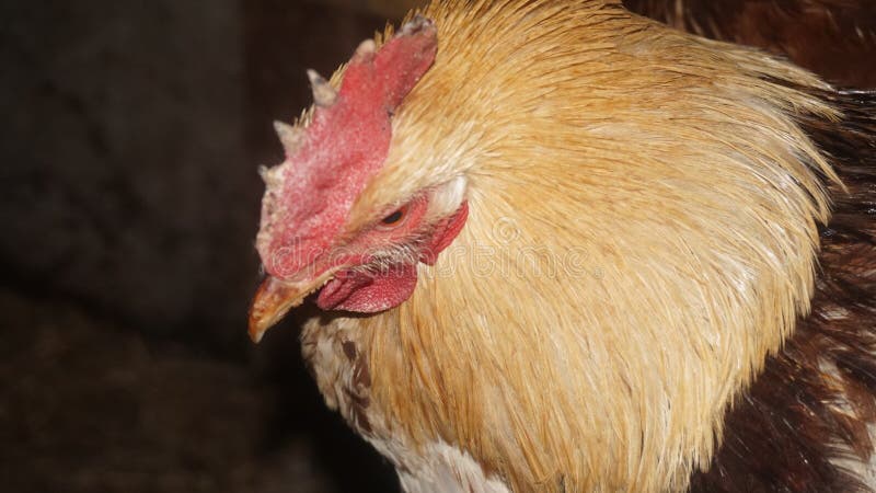 Rooster in a barn stock image. Image of stood, rooster - 108430547