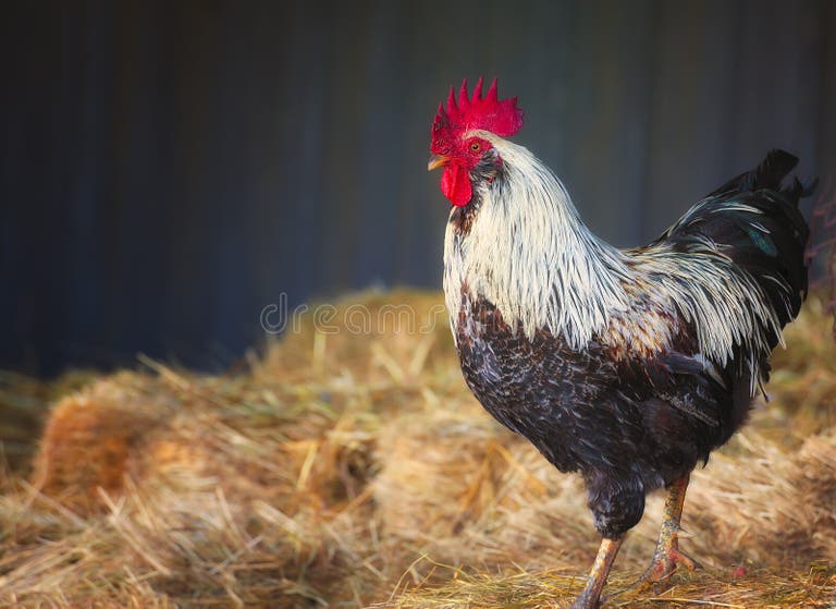 Rooster in a Barn Full of Straw Stock Photo - Image of floor ...