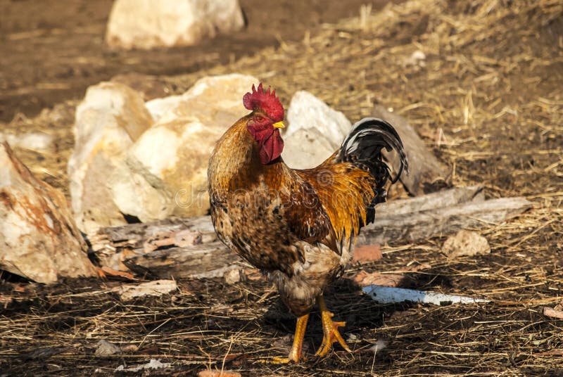 Rooster in barn yard stock image. Image of chick, cockerel - 36594615