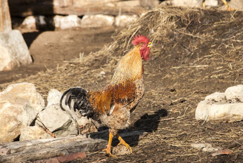 Rooster in barn yard stock image. Image of chick, animal - 36594725