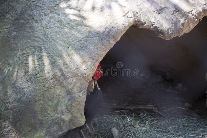Rooster stock image. Image of domesticus, farm, agriculture - 82803445