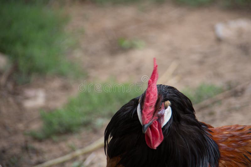 Rooster with a Beautiful Comb Stock Image - Image of birds, cockscomb ...