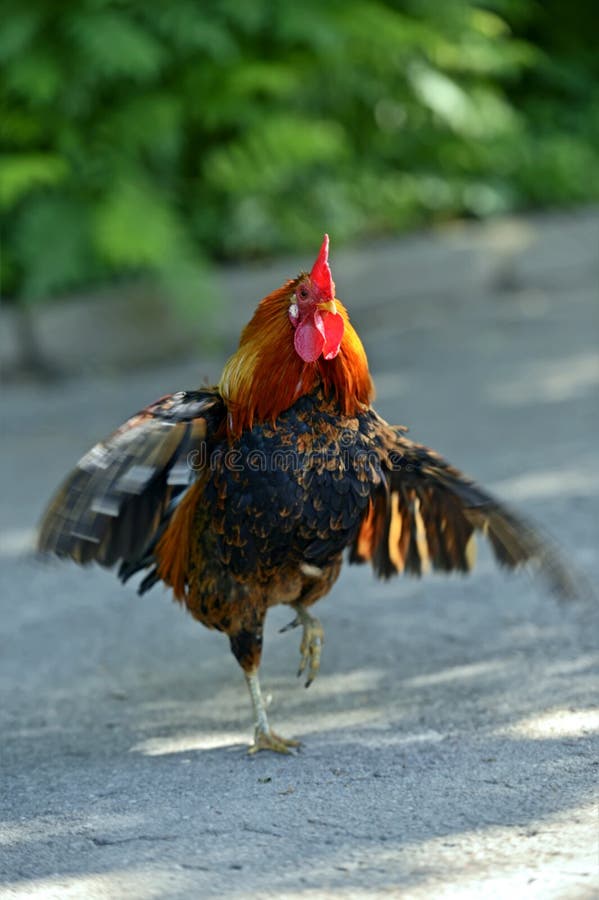 Rooster stock image. Image of agriculture, pets, animal - 40971011