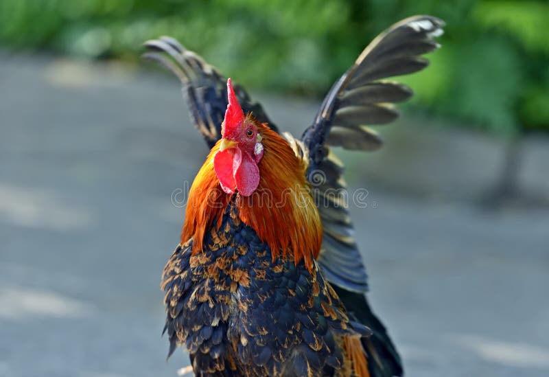 Rooster stock photo. Image of wildlife, planet, rooster - 41003122