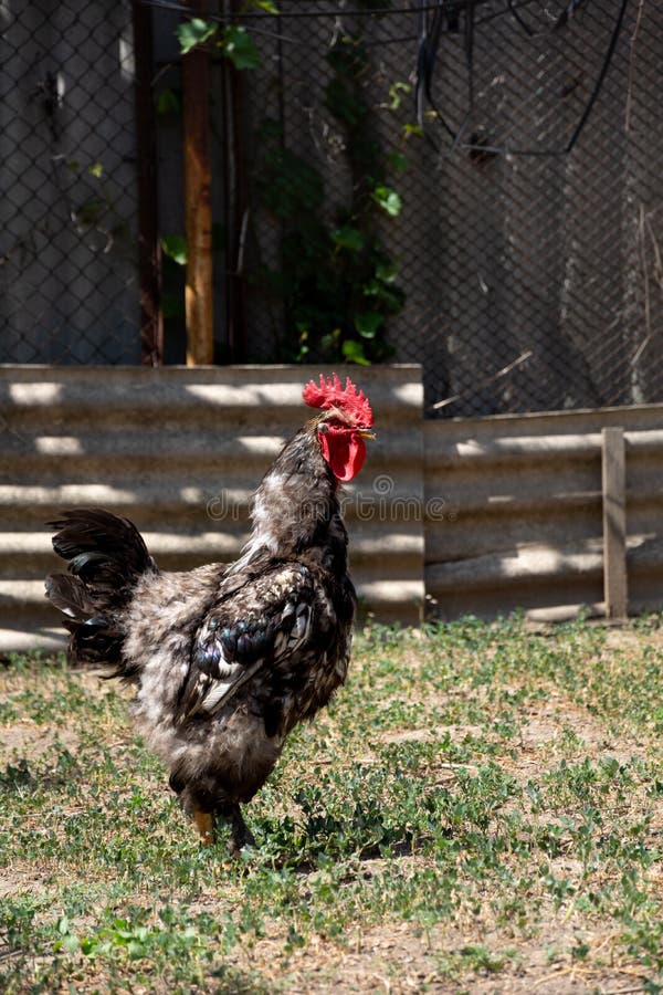 Rooster. Beautiful Free Range Rooster, Copy Space Stock Photo - Image ...