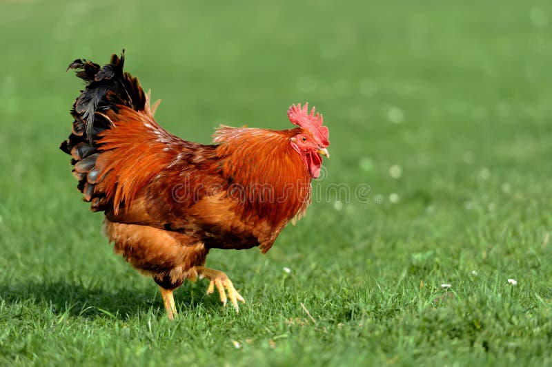Portrait of a Fierce Chicken Stock Image - Image of copy, macro: 13156877