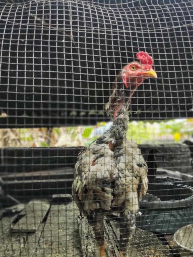The Rooster Behind the Net Cage Stock Image - Image of poultry, chicken ...