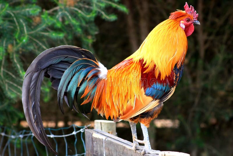 Rooster stock photo. Image of colorful, chicken, rooster - 65566334